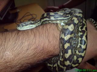 Pics of Coastal Carpet Python | Reptile Forums