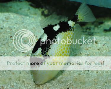 Starry Trigger (Abalistes stellatus), anyone have one? - Reef Central ...