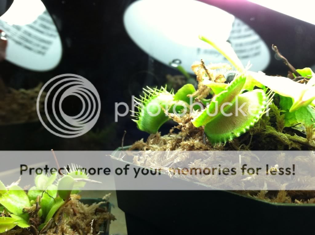 Small terrerium setup today - FlyTrapCare Forums