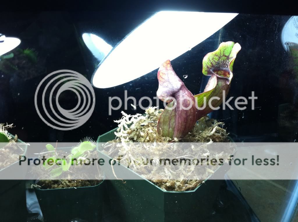 Small terrerium setup today - FlyTrapCare Forums