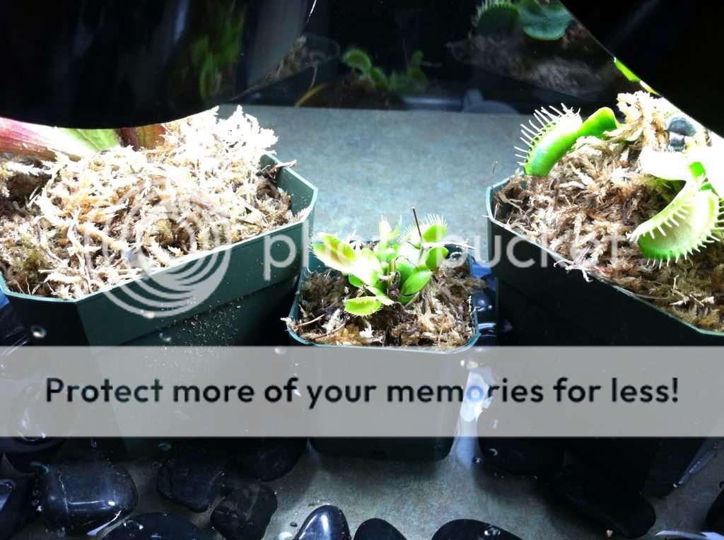 Small terrerium setup today - FlyTrapCare Forums