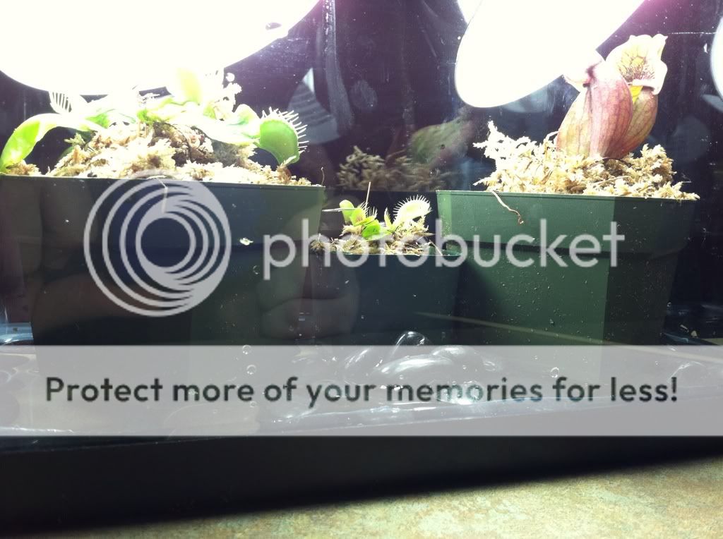 Small terrerium setup today - FlyTrapCare Forums