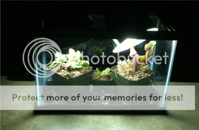 Small terrerium setup today - FlyTrapCare Forums