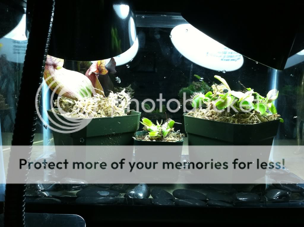 Small terrerium setup today - FlyTrapCare Forums