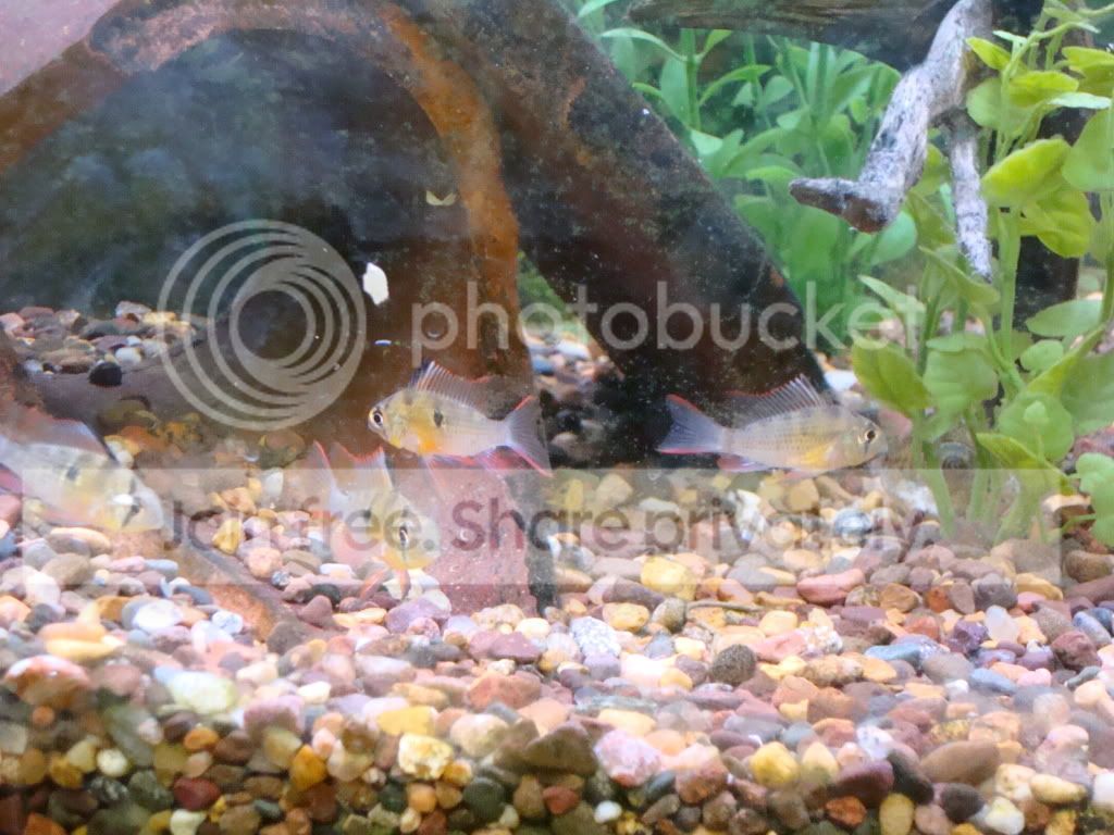 Crown Ruby Rams? | Cichlid Fish Forum