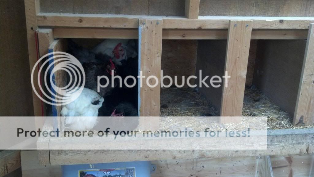 I swear my chickens are retarded. - AR15.COM