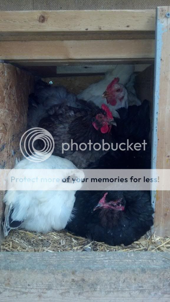 I swear my chickens are retarded. - AR15.COM