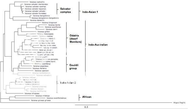 Varanoidea phylogeny. | Reptile Forums