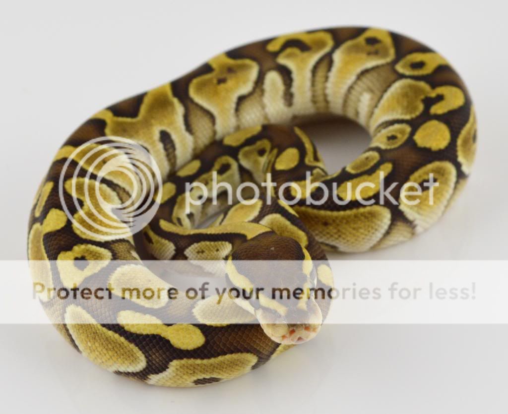SE England - Lesser Pastel Female and 2 x Lesser Females | Reptile Forums