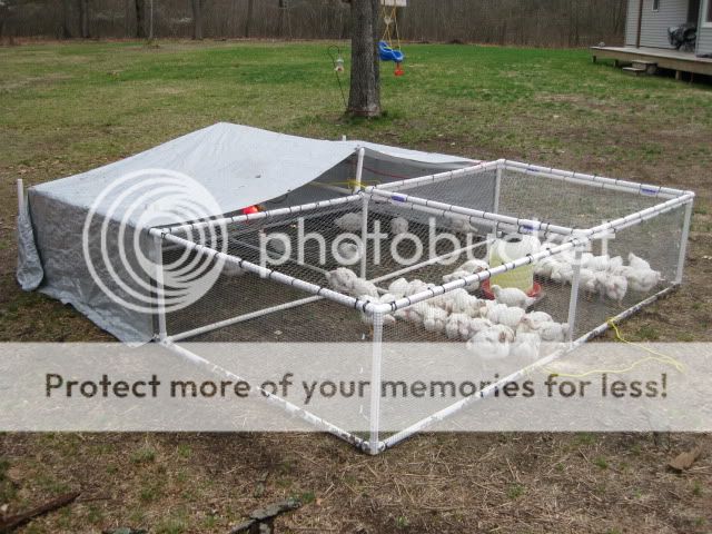 Building a Broiler Pen | BackYard Chickens - Learn How to Raise Chickens