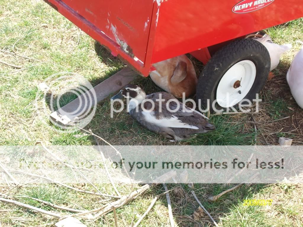 Pekin Rouen mix | BackYard Chickens - Learn How to Raise Chickens