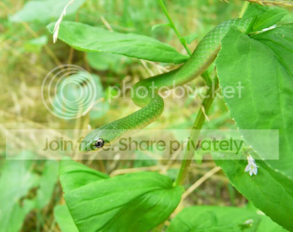 Photos From the Field... my adventures... 70 photos! - Field Herp Forum