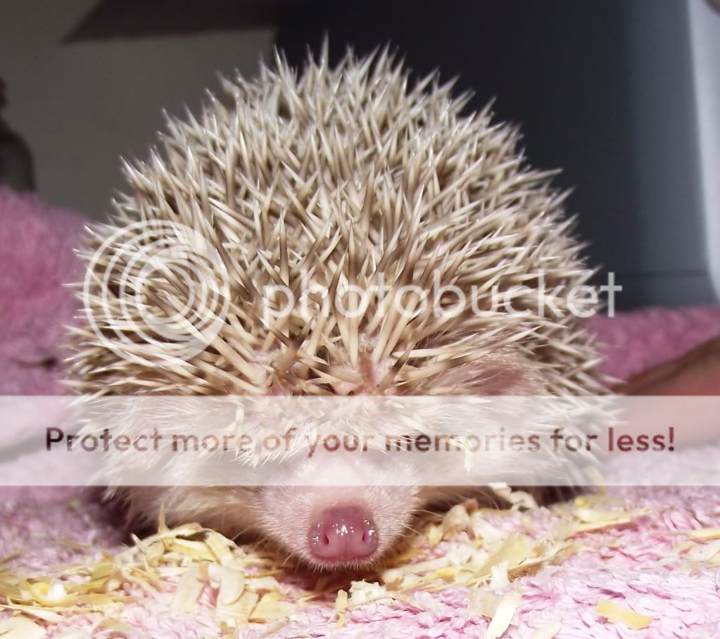 NE England - One female African Pygmy Hoglet - Ruby eyed cinnacot ...