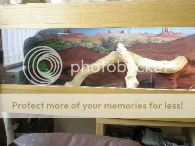 The Viv stack (5 vivs in the stack) | Reptile Forums