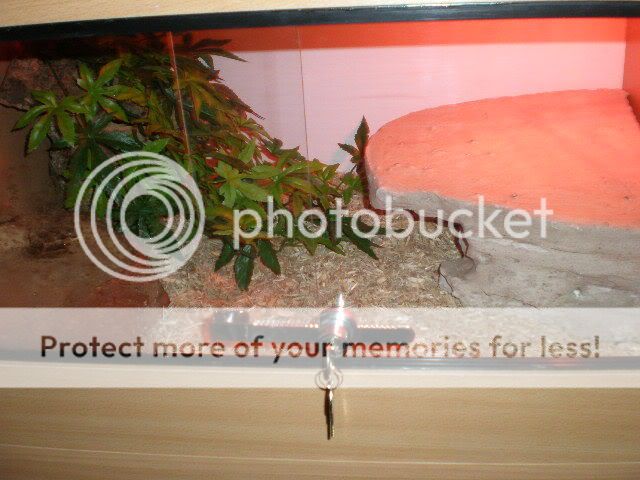 The Viv stack (5 vivs in the stack) | Reptile Forums